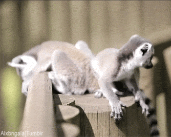 Cute Lemur Gif