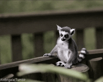 Cute Lemur Gif