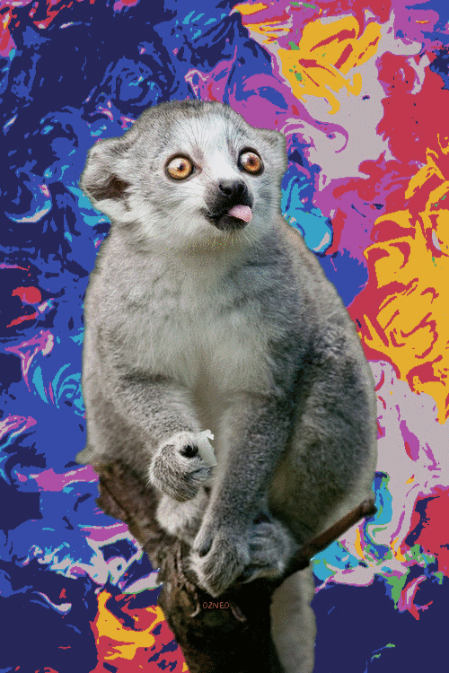 Download Animal Lemur Gif