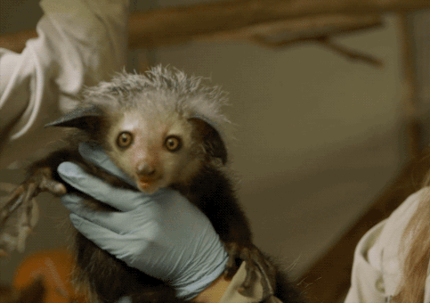 Lemur Gif - Gif Abyss