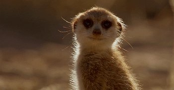 Download Animal Meerkat Gif