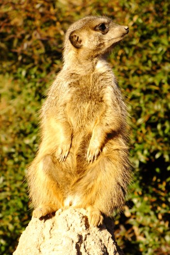 Download Animal Meerkat Gif