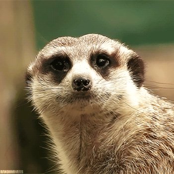 Download Animal Meerkat Gif