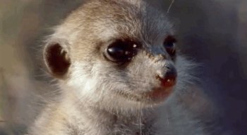 [70+] Meerkat Gifs