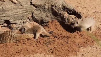 Download Animal Meerkat Gif - Gif Abyss