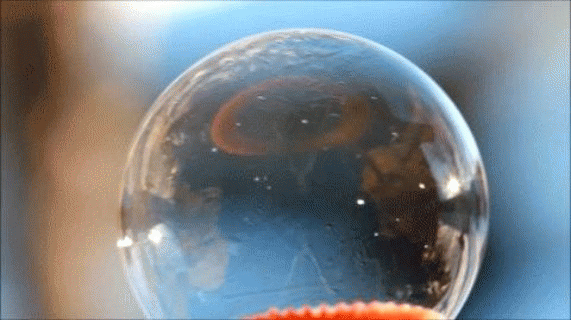 Download Photography Bubble Gif