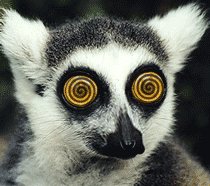 Download Animal Lemur Gif