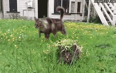 Hidden Cat - Gif Abyss