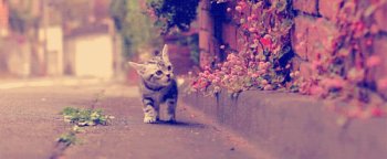 Flower Gifs: Free Download [570+]