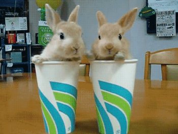 Rabbit Gifs: Free Download [40+]
