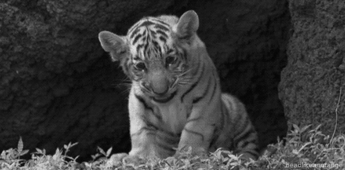 Download Animal Tiger Gif