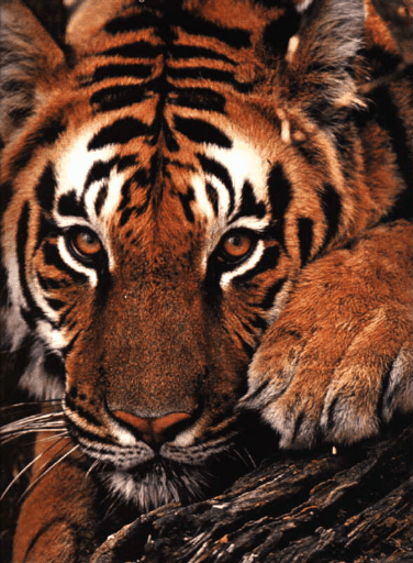 Download Animal Tiger Gif
