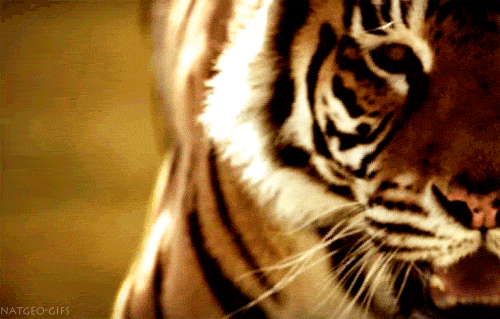 Tiger Gif - Gif Abyss