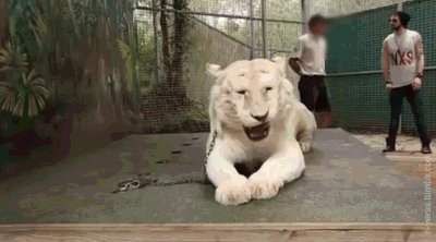 Download Animal Tiger Gif