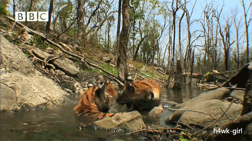 Tiger Gif - Gif Abyss