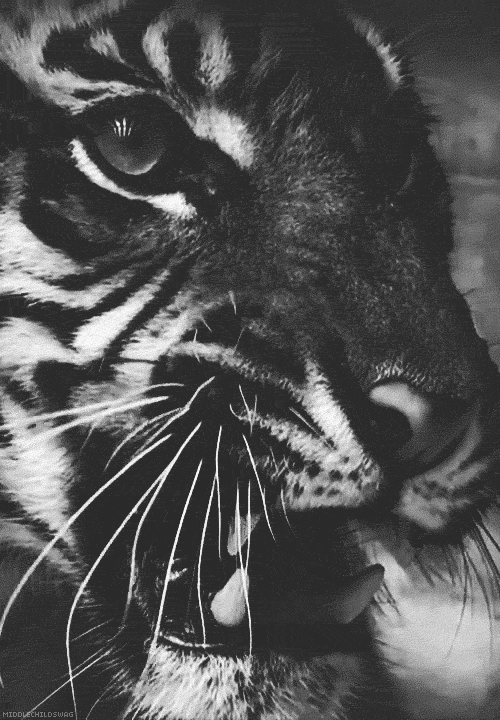 Download Animal Tiger Gif