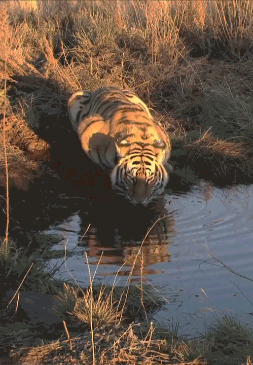 Tiger Gif - Gif Abyss