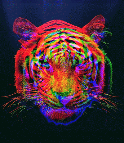Download Animal Tiger Gif
