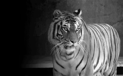 Download Animal Tiger Gif - Gif Abyss
