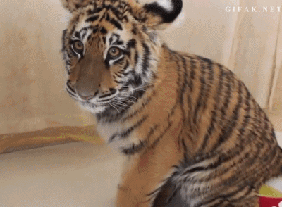 Download Animal Tiger Gif