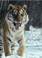 Download Animal Tiger Gif