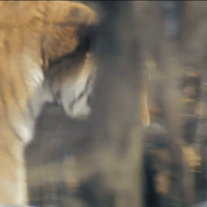 Download Animal Tiger Gif