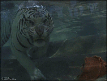 Download Animal Tiger Gif