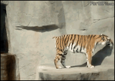 Download Animal Tiger Gif