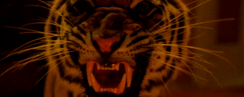 Download Animal Tiger Gif