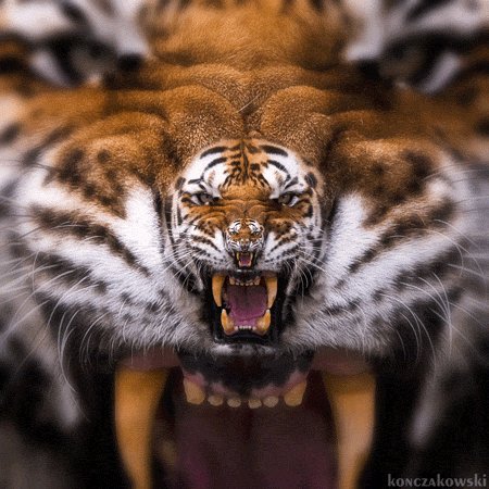 Download Animal Tiger Gif
