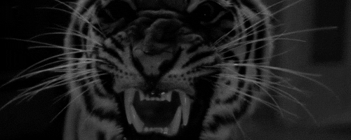 Download Animal Tiger Gif