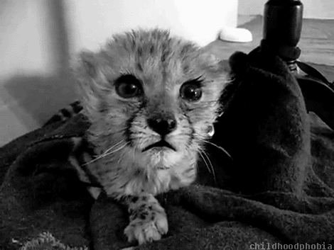 Cheetah Gif - Gif Abyss