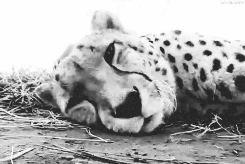 Download Animal Cheetah Gif