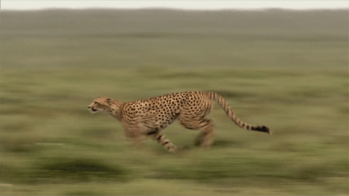 Download Animal Cheetah Gif
