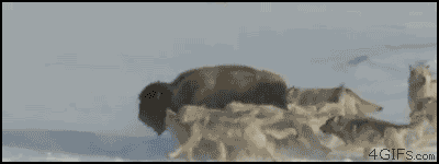Download Animal Wolf Gif - Gif Abyss