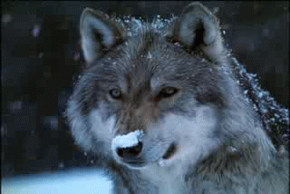 Download Animal Wolf Gif
