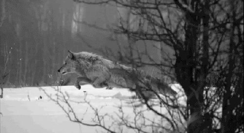 Wolf Gif - Gif Abyss