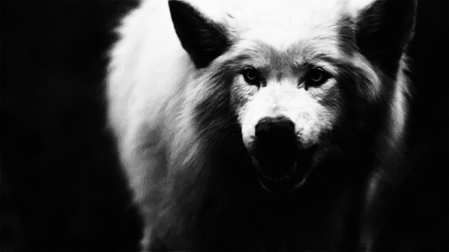 Download Animal Wolf Gif