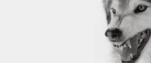 Wolf Gif - Gif Abyss