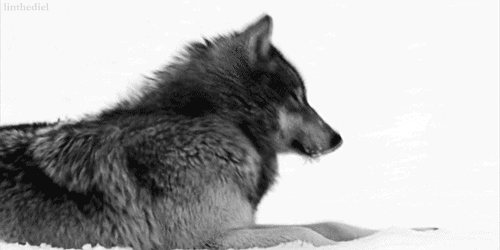 Download Animal Wolf Gif - Gif Abyss