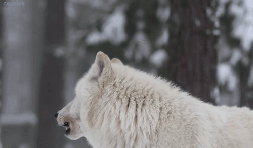 Download Animal Wolf Gif