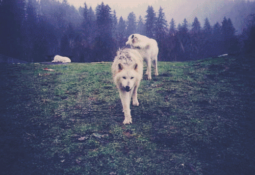 Download Animal Wolf Gif