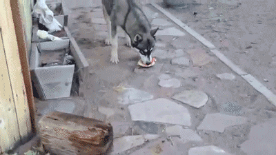 Download Animal Wolf Gif