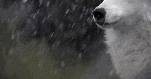 Download Animal Wolf Gif