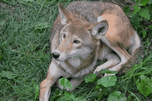 Download Animal Wolf Gif