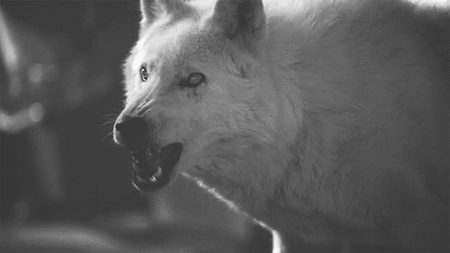 Download Animal Wolf Gif
