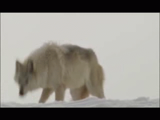 Wolf Gif - Gif Abyss