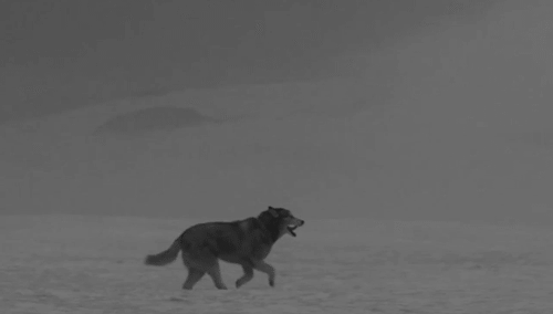 Black Wolf Snarling Gif Howling Wolf Stickers Find & Share On GIPHY