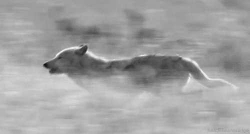 Animated Wolf in Motion: Wild Spirit in Action