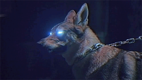 Download Animal Wolf Gif